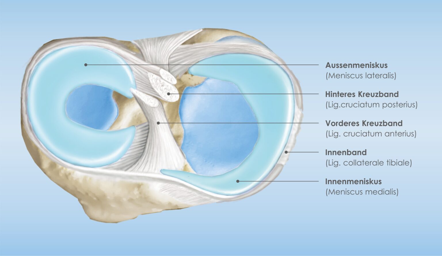 Knie – Arthroskopie – GZW